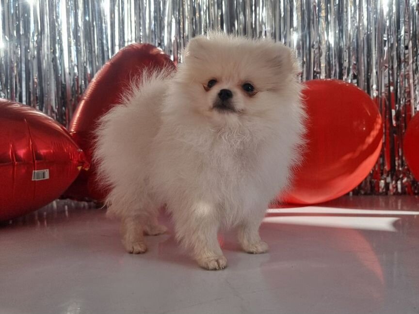 Померанский шпиц мини крошка