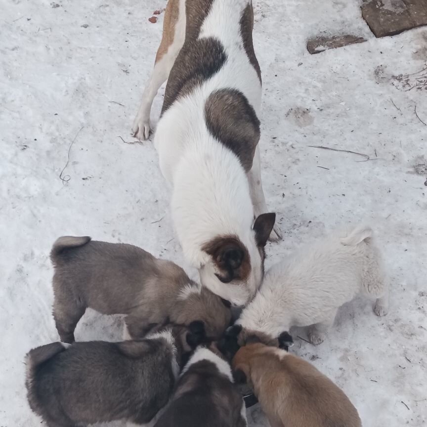 Сибирская лайка