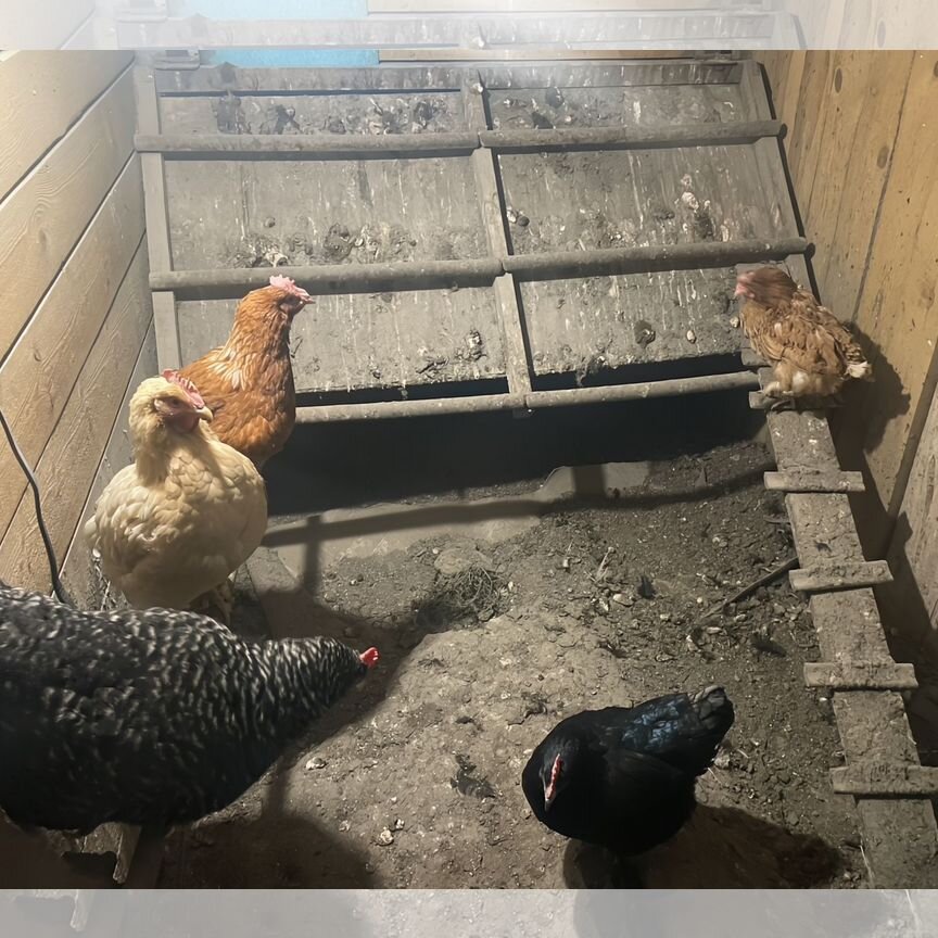 Курицы несушки