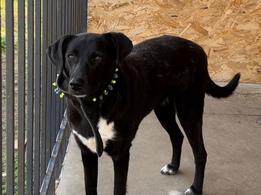 Чернвя ласковая собачка