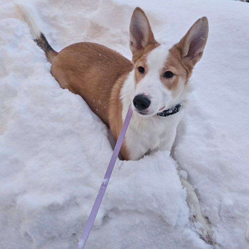 Западносибирская лайка, щенок