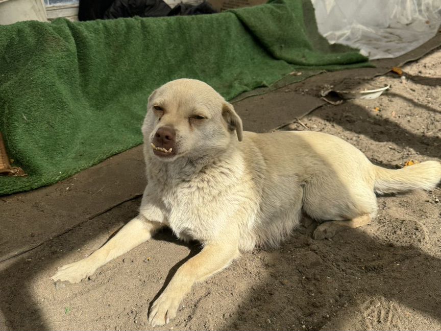 Маленькая собачка