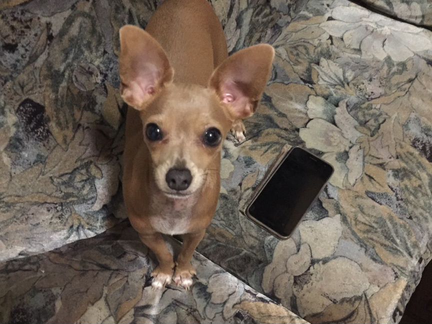 Кобель вязка ищем девушку, не развязан