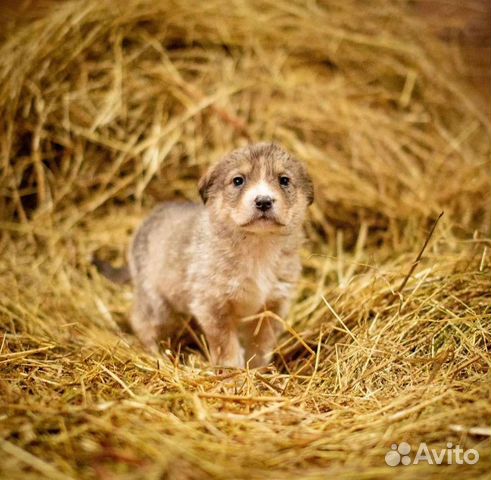 Маленькие щеночки ищут дом, 1.5мес от роду малышам