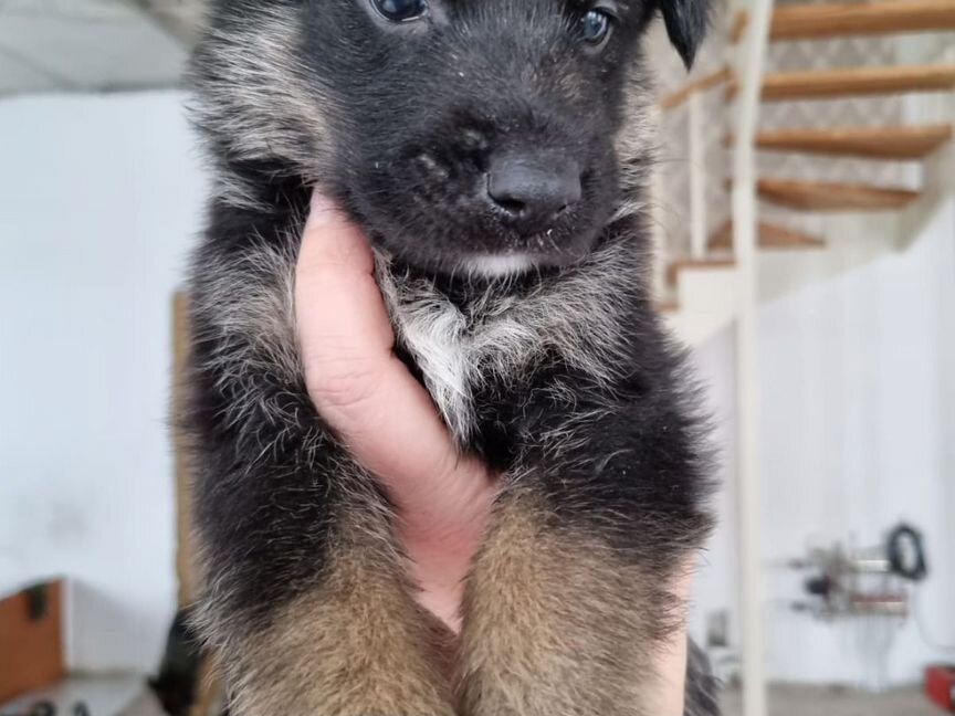 Восточноевропейская овчарка