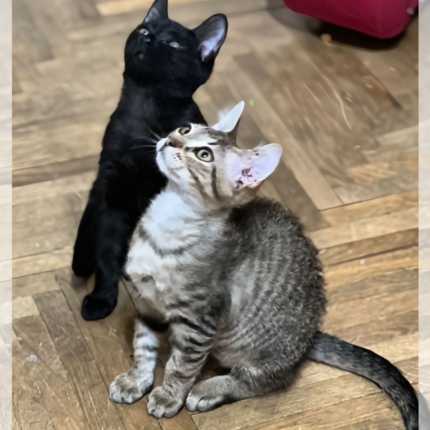 Котёнок в добрые руки