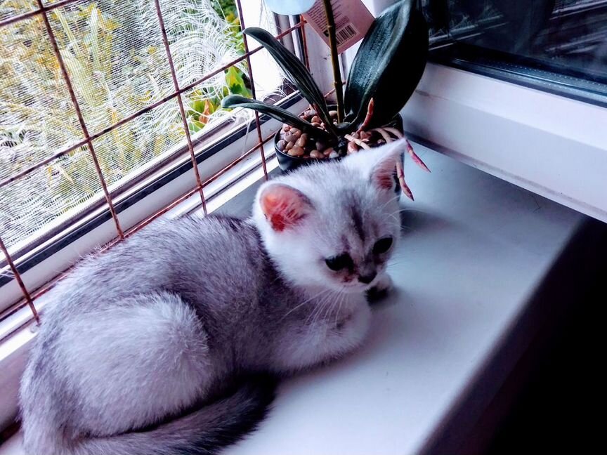 Британская кошечка