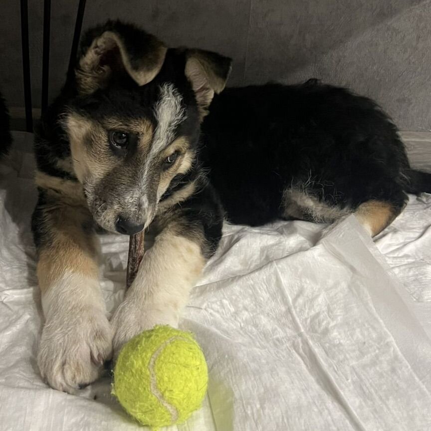 Щенок в добрые руки