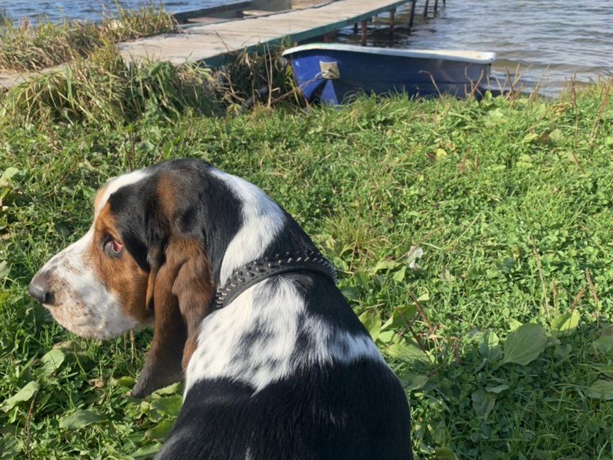 Вязка Бассет-Хаунд