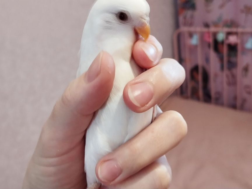 Птенцы волнистого попугая(самки) Альбино и кремино