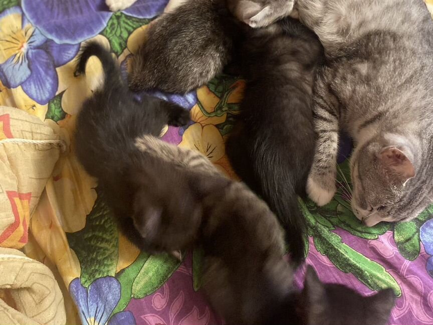 Красивые котята бесплатно