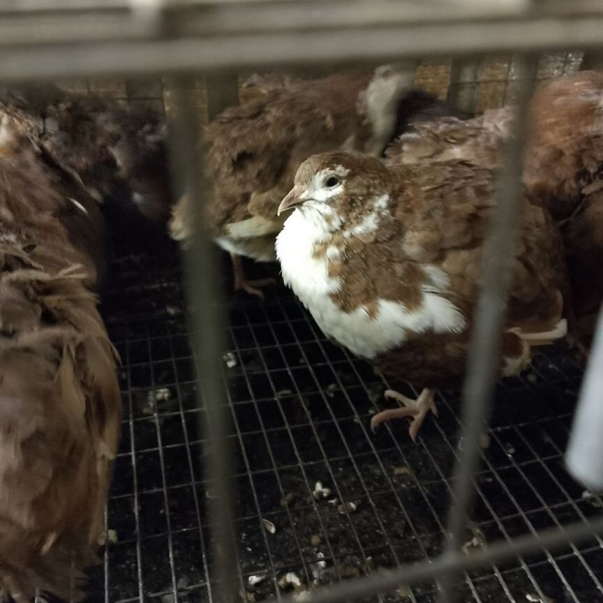 Перепела Селодон