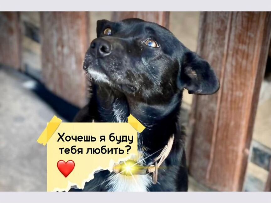 Собака в добрые руки отдам бесплатно
