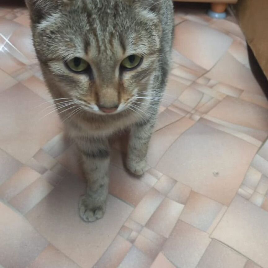 Кот