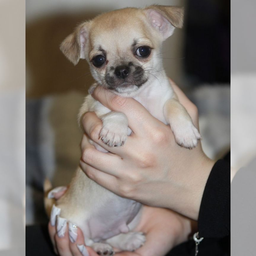 Чихуахуа, щенок