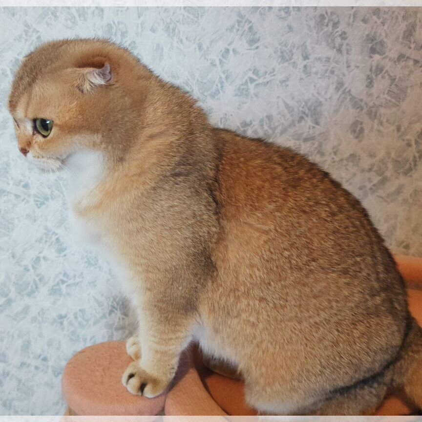 Кошка золотая шиншилла