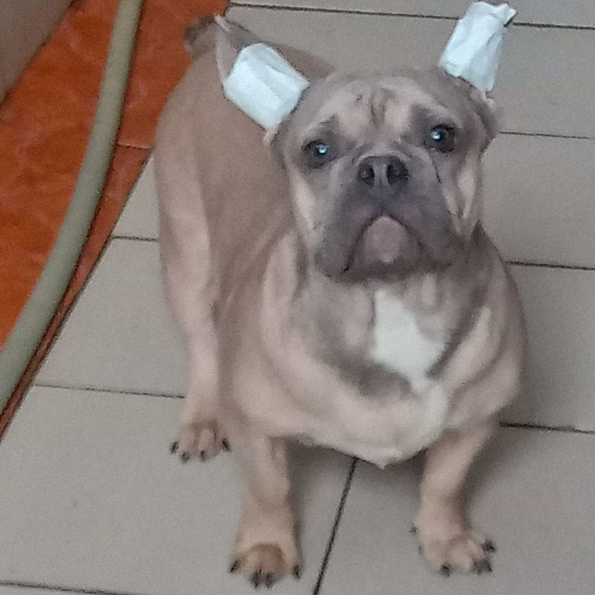 Мальчик голубо палевый 8 мес