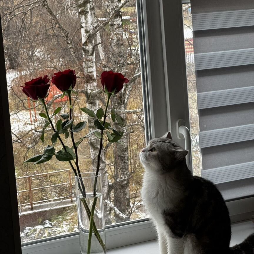 Кот Лео