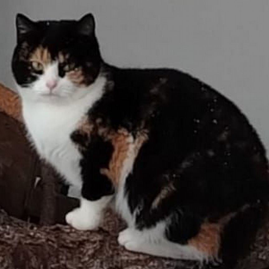 Котенок-кошечка подросток в добрые руки