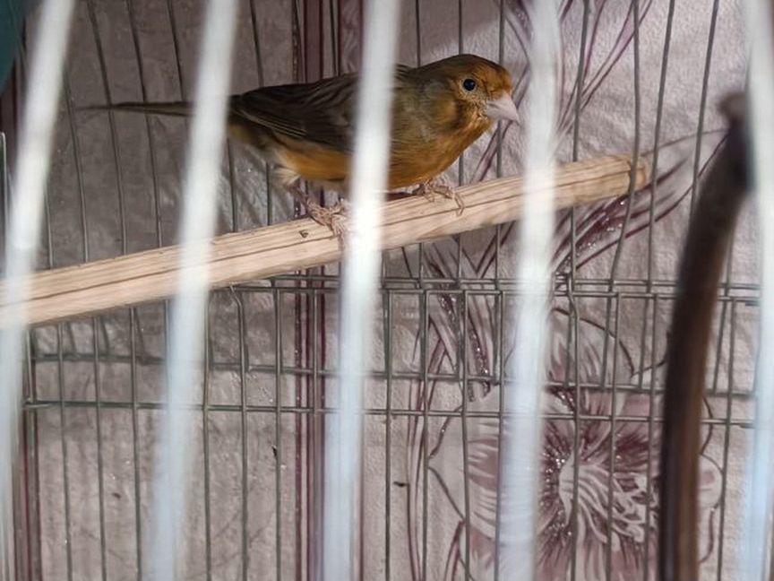 Продам двух канареек