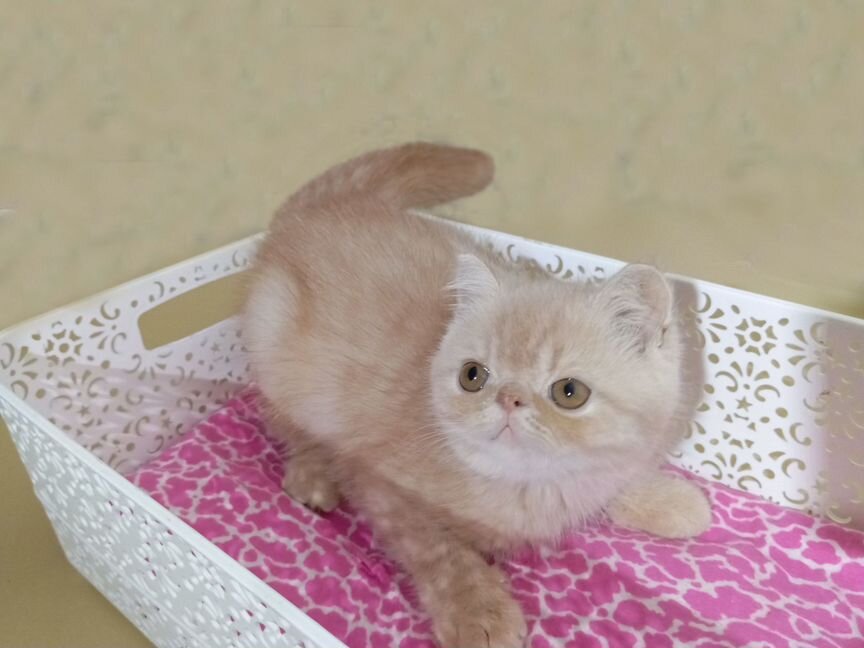 Экзотические котята