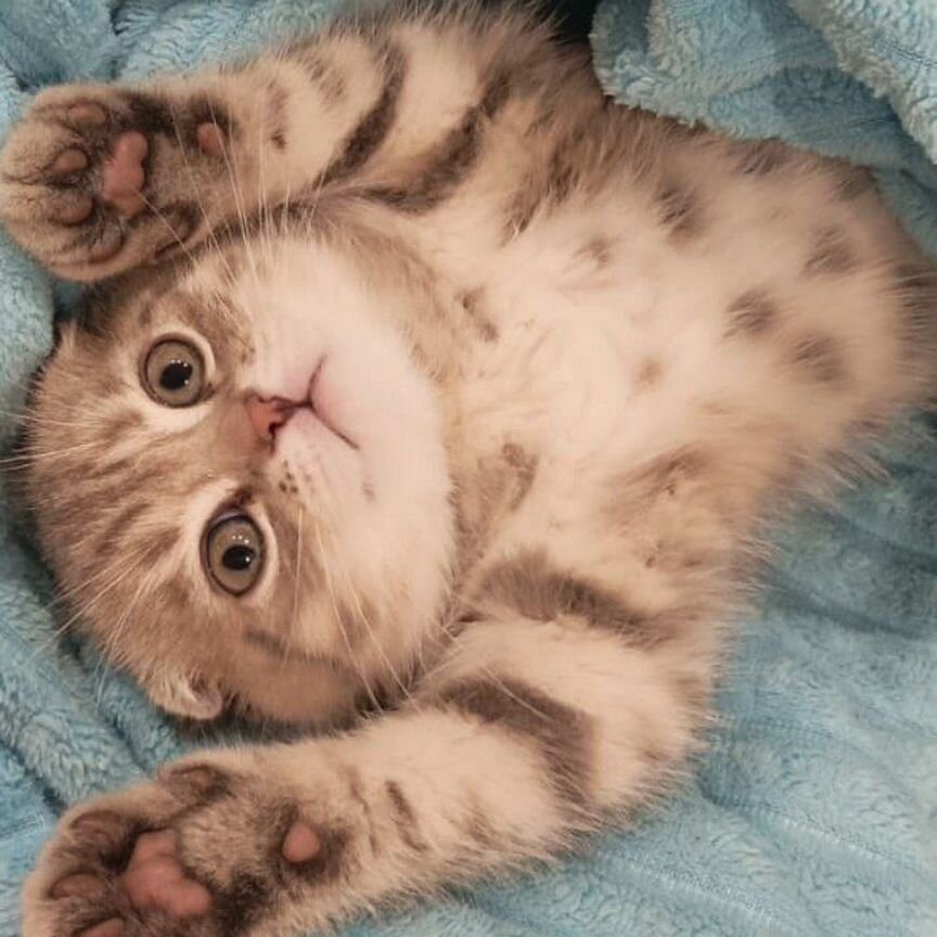 Шотландские вислоухий кот