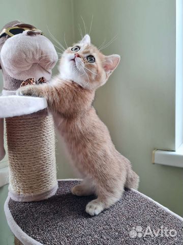 Скоттиш килт мальчик