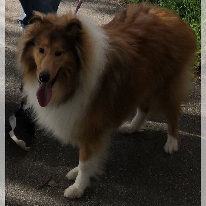 Колли длинношерстный