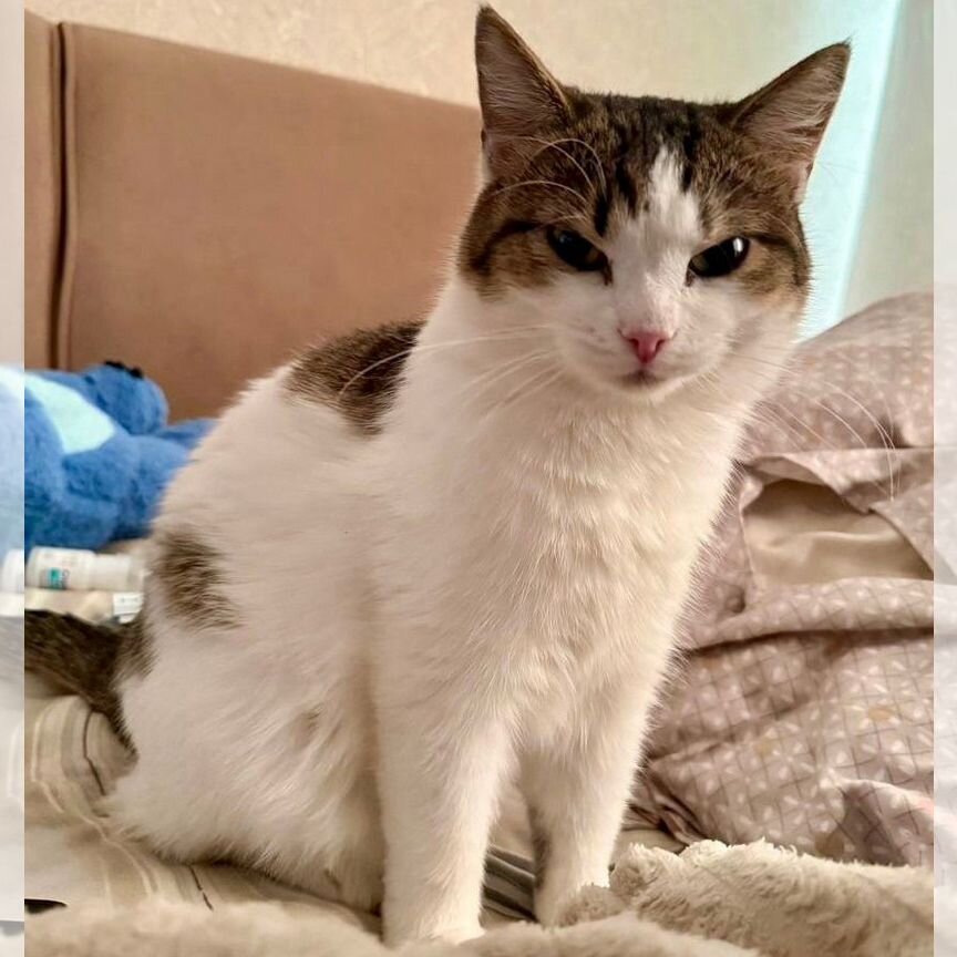 Взрослая, кошка в добрые руки