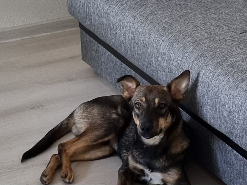 Отдаю щенка