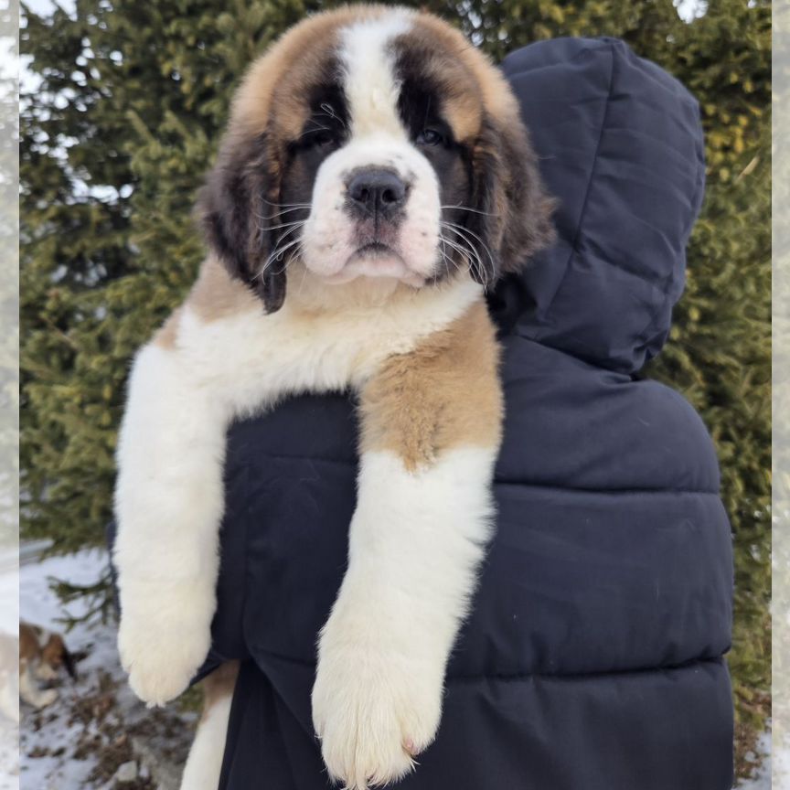 Сенбернар, щенок