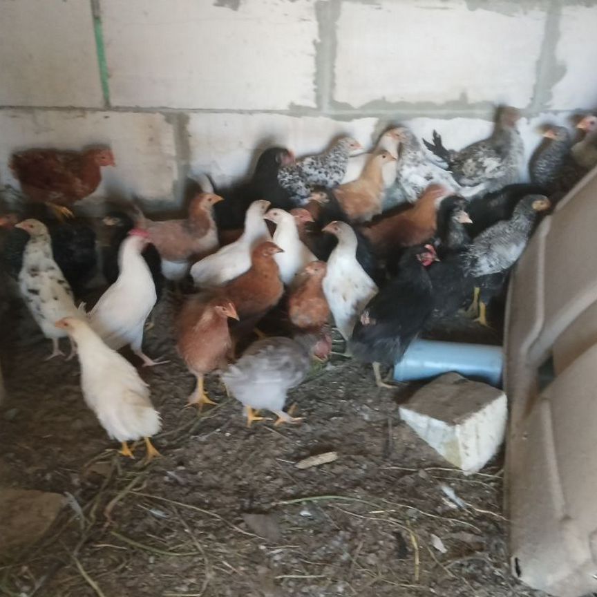 Продам цыплят