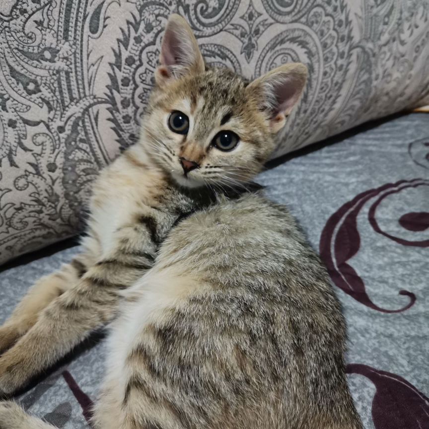 Кошка бесплатно