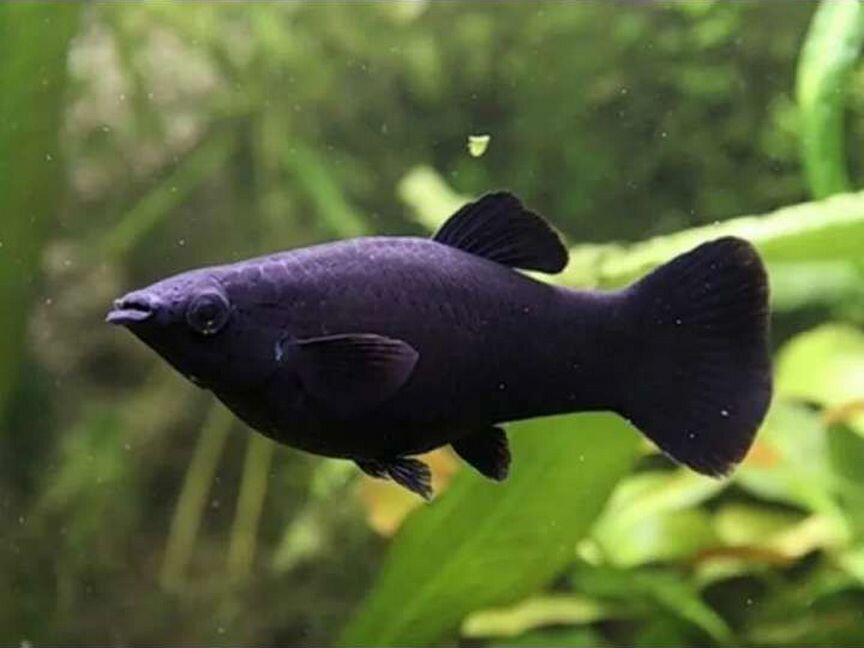 Моллинезия