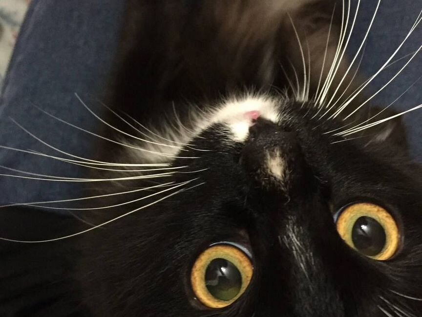 Отдам котика в добрые руки