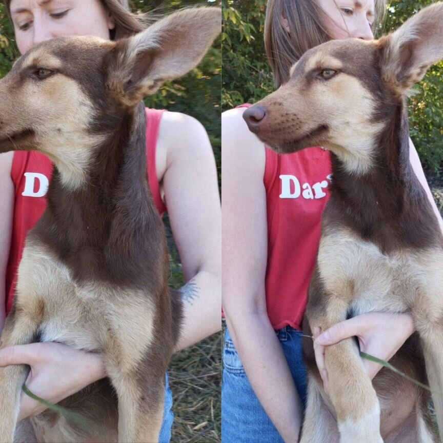 Щенки в добрые руки, щенки ищут дом