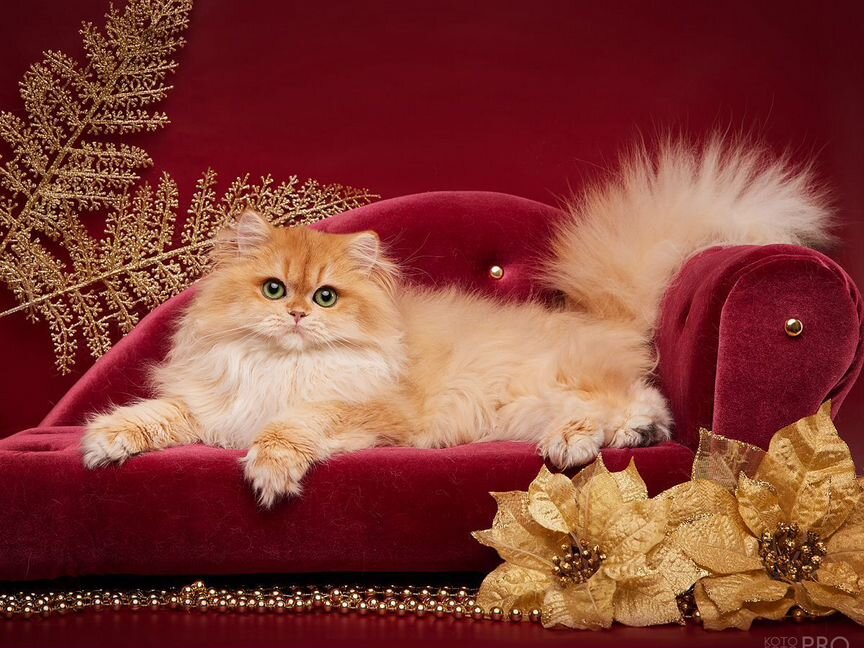 Длинношерстная британская шиншилла