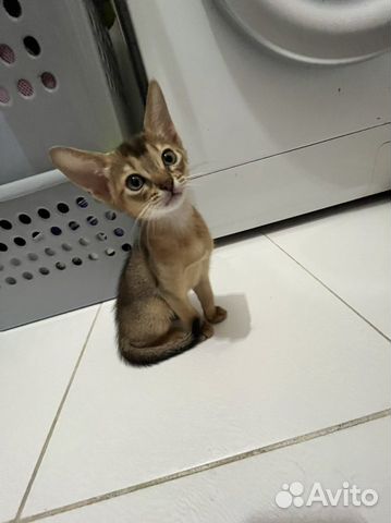 Абиссинская кошечка