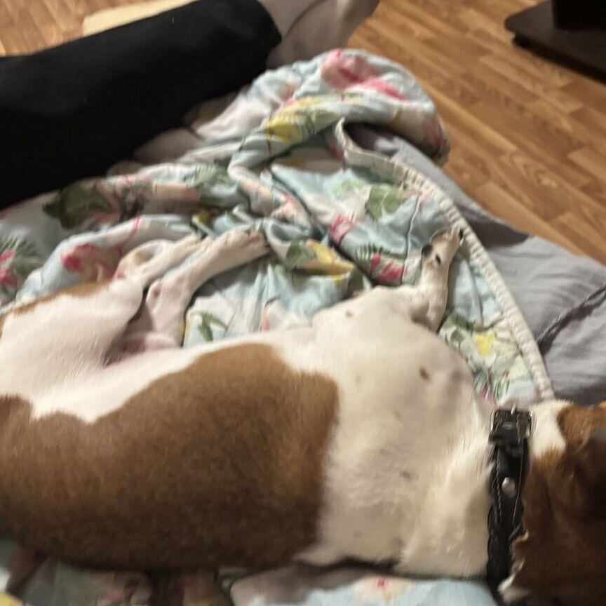 Джек-рассел-терьер, щенок