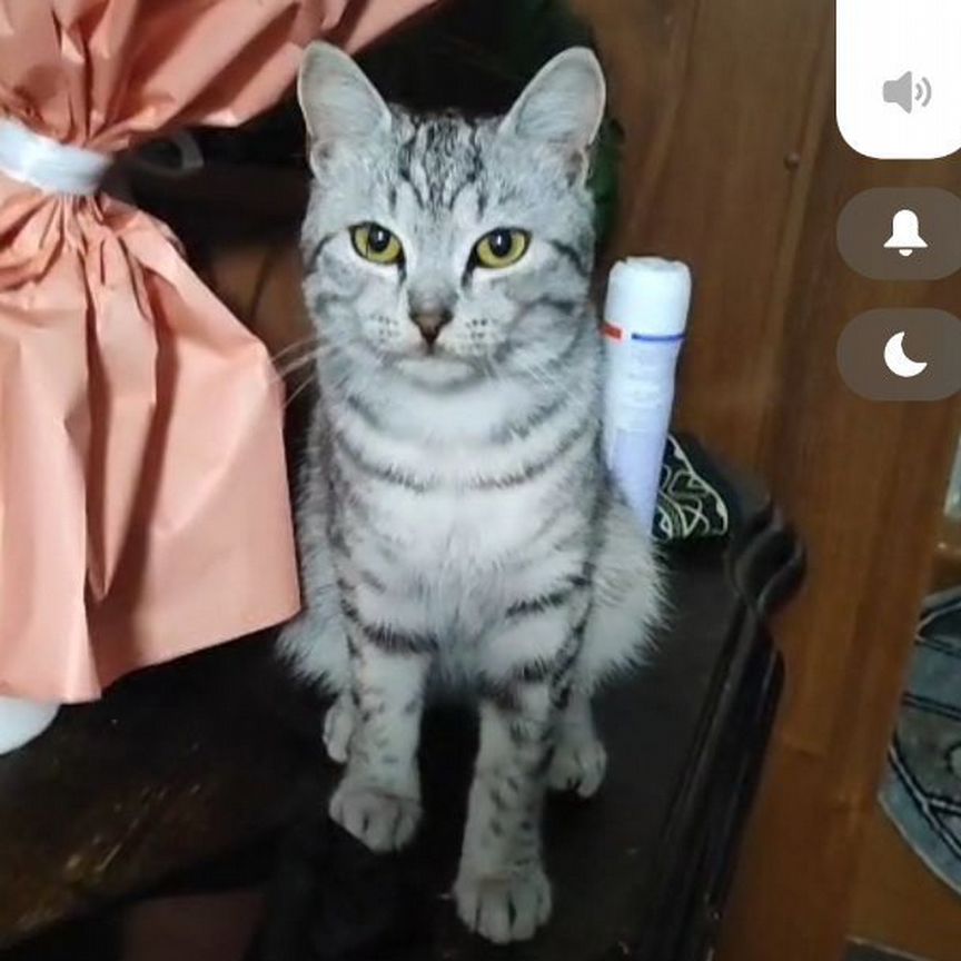 Отдам в добрые руки