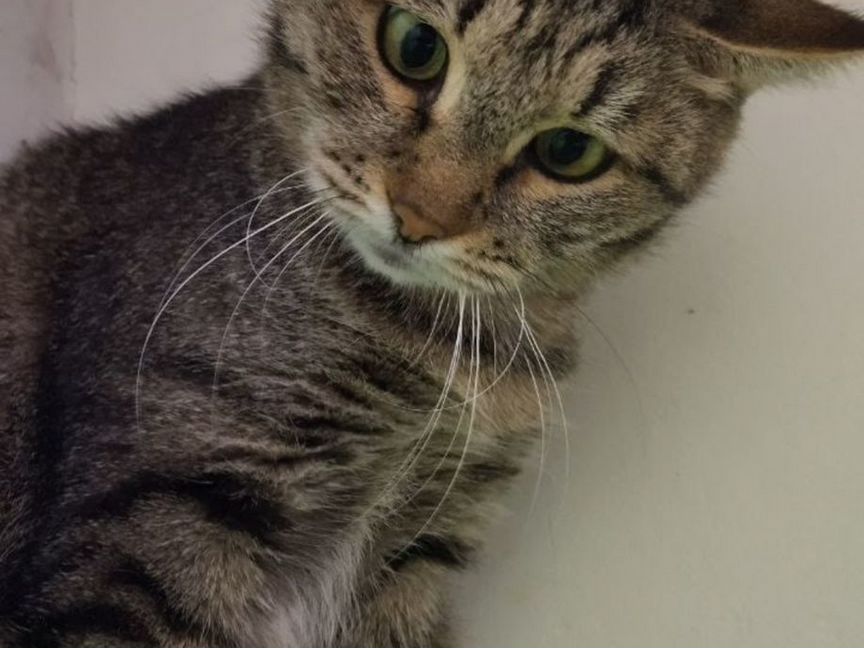 Кошка Грушенька ищет дом