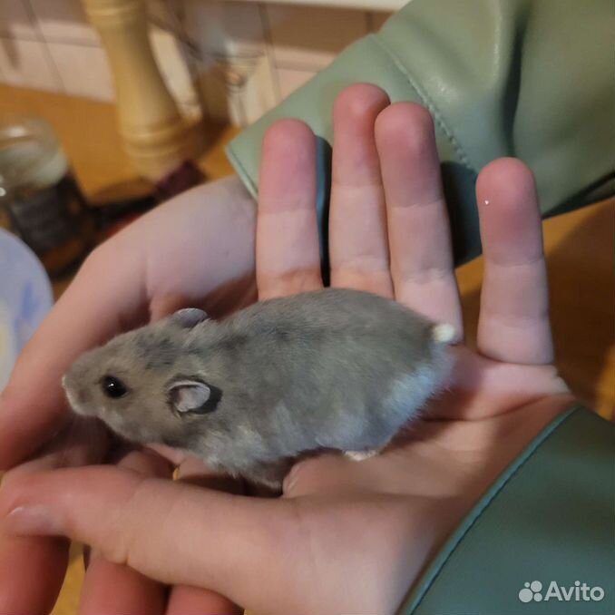 Джунгарские хомяки мальчики