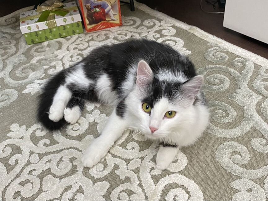 Кошка домашняя