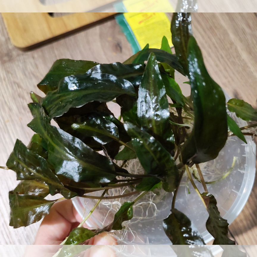 Аквариумное растение Криптокарина