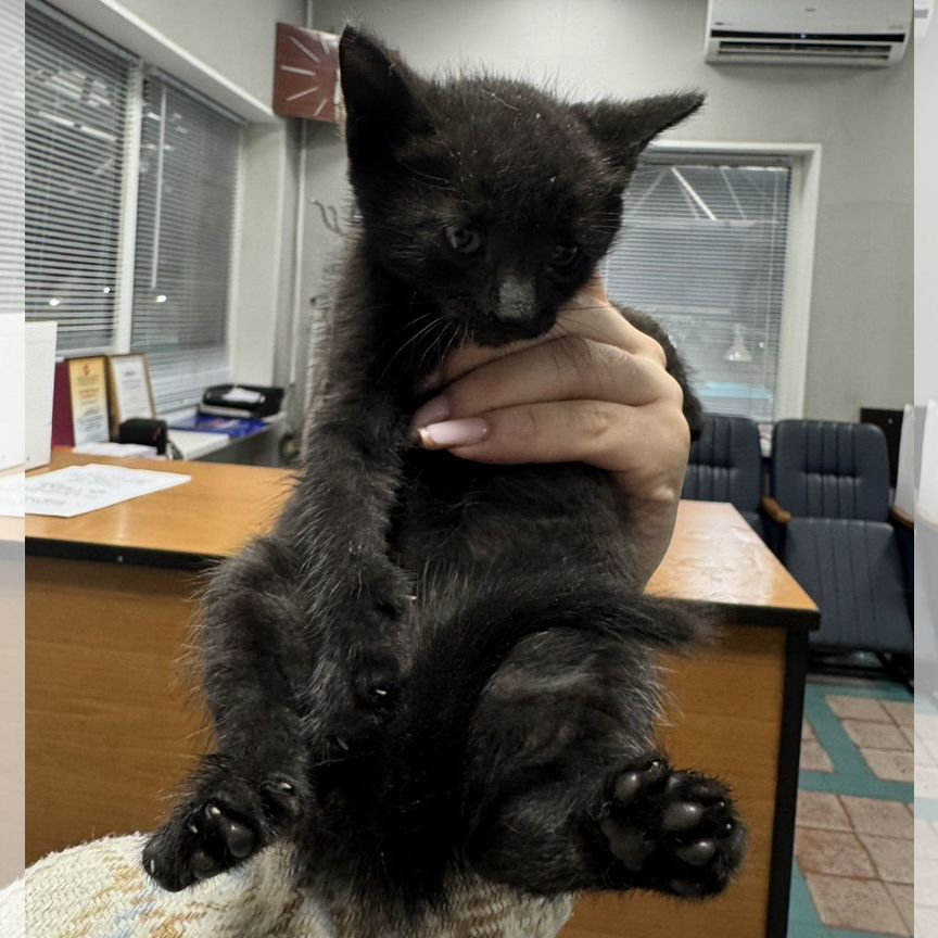 Котёнок в добрые руки