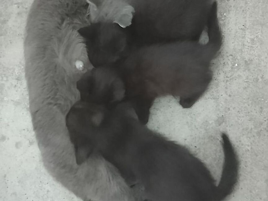 Русская голубая