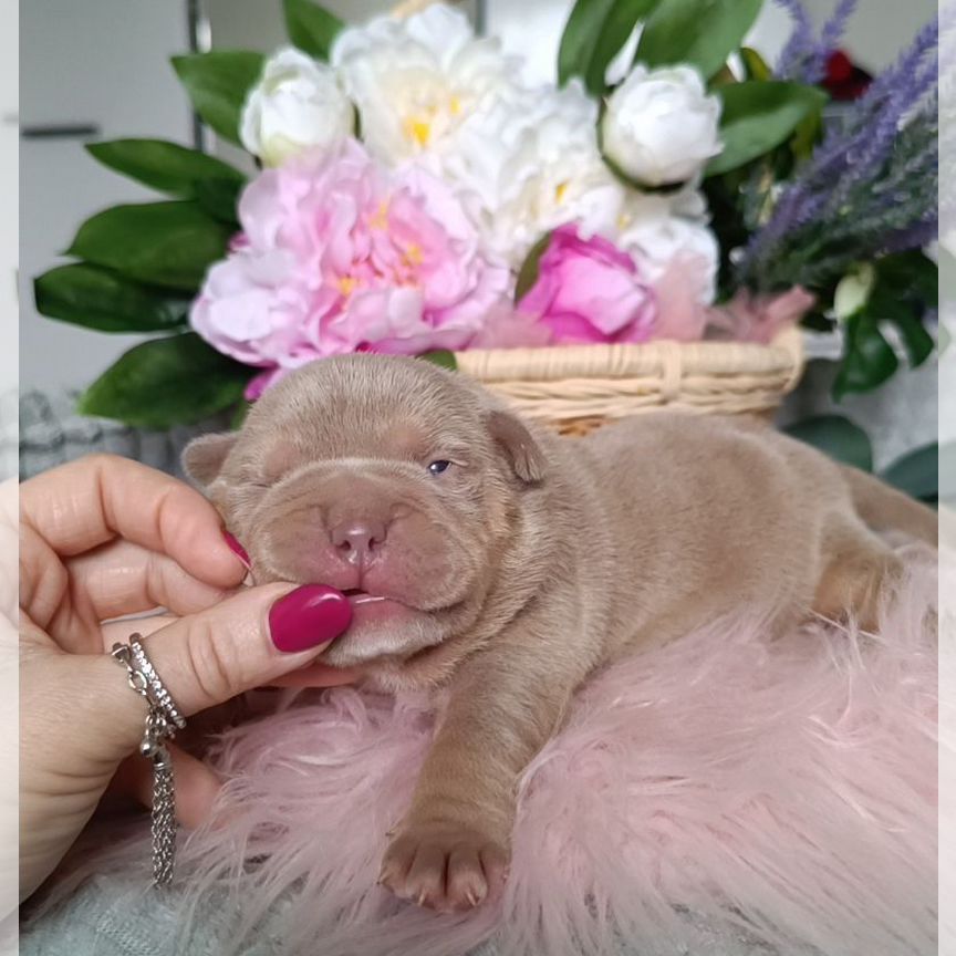 Американский булли покет и микро щенки