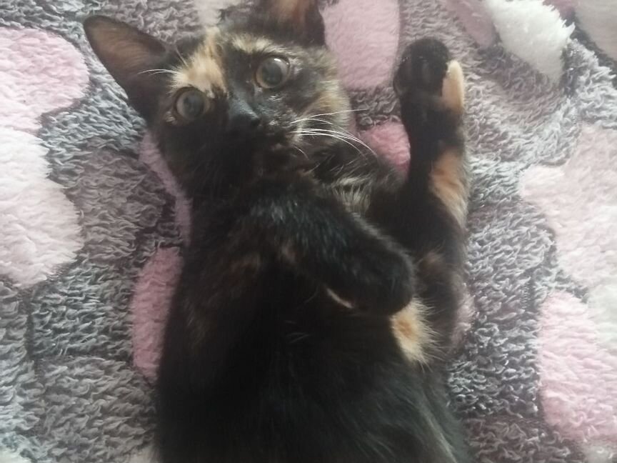 Кошка в дар