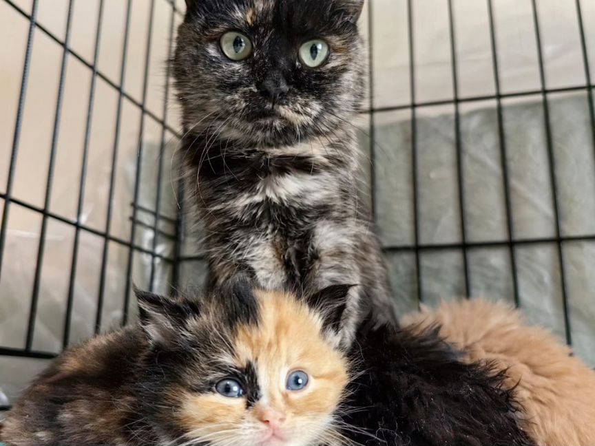 Котята в добрые руки бронирование