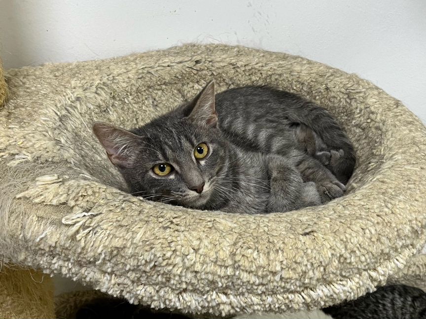 Серенький малыш мальчик ищет дом